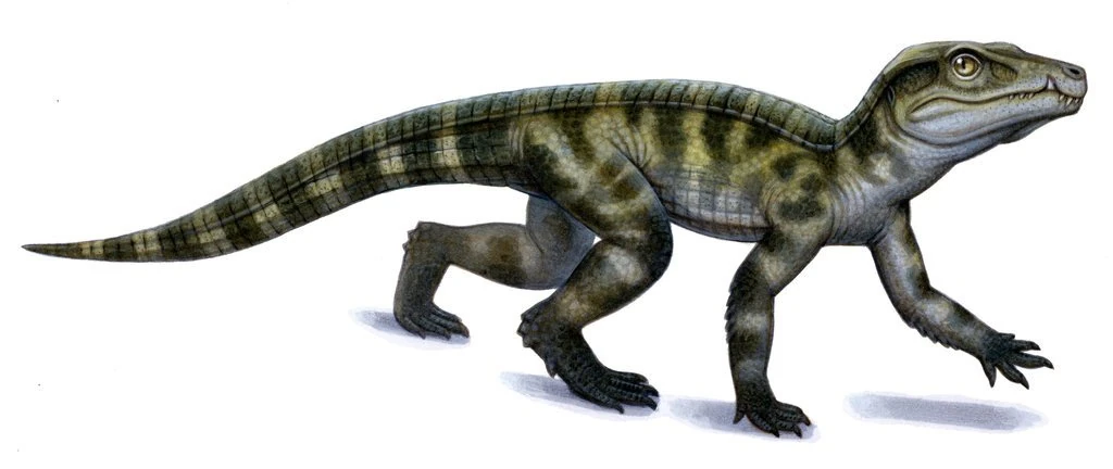 Protosuchus | Dinopedia | Fandom