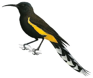 O‘ahu ‘ō‘ō | Dinopedia | Fandom