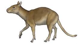 Diacodexis | Dinopedia | Fandom