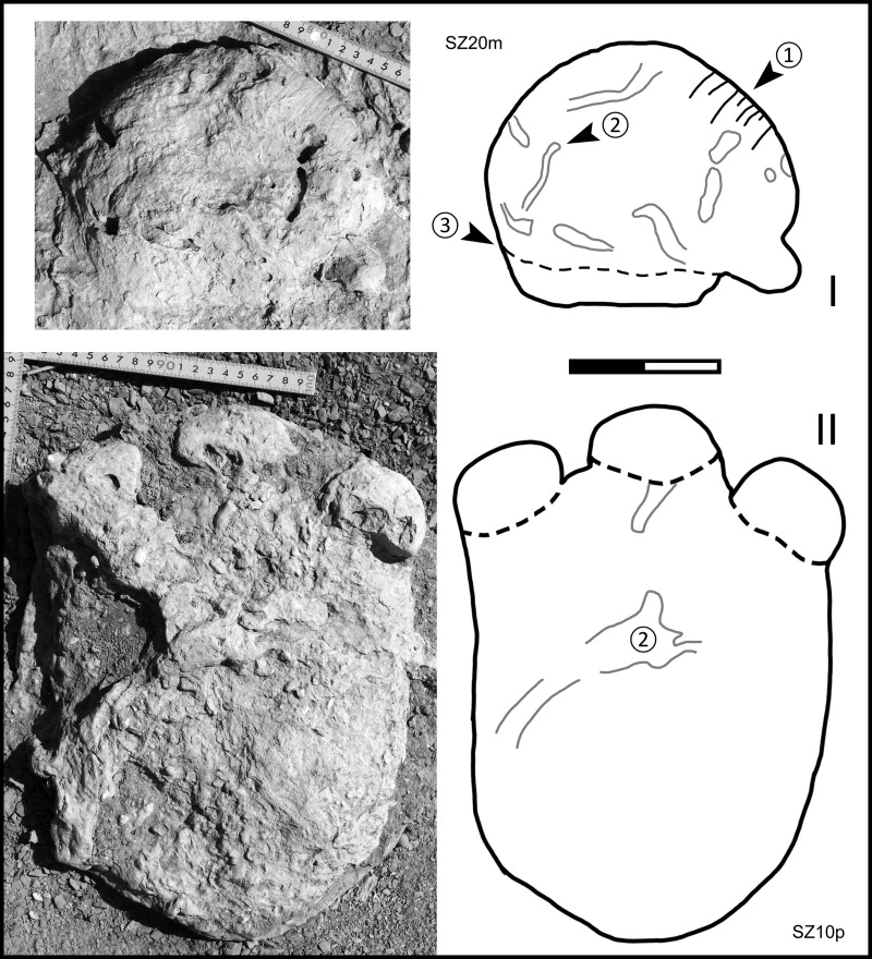 Deltapodus | Dinopedia | Fandom