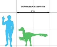 Dromaeosaurus | Dinopedia | Fandom
