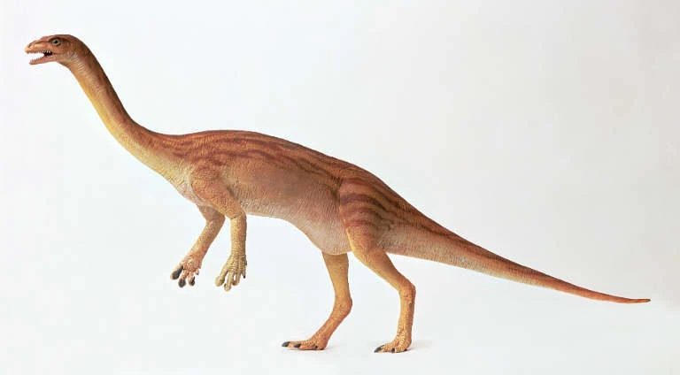 Anchisaurus | Dinopedia | Fandom