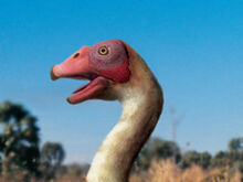 Genyornis | Dinopedia | Fandom
