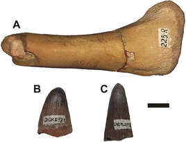 Roxochampsa | Dinopedia | Fandom