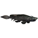 Xenacanthus | Dinopedia | Fandom