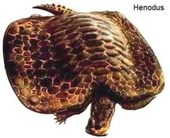 Henodus | Dinopedia | Fandom