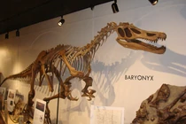 Baryonyx | Dinopedia | Fandom
