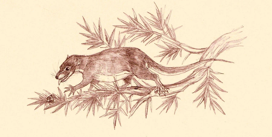 Acristatherium | Dinopedia | Fandom