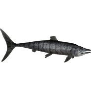 Cimolichthys | Dinopedia | Fandom