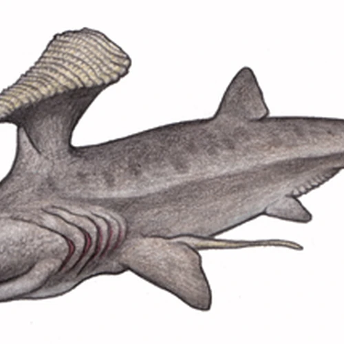 Stethacanthus Skeleton