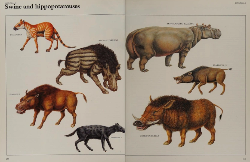 Anoplotherium | Dinopedia | Fandom