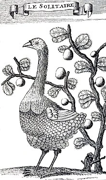 Rodrigues Solitaire | Dinopedia | Fandom