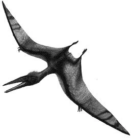 Araripedactylus | Dinopedia | Fandom