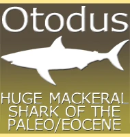 Otodus | Dinopedia | Fandom