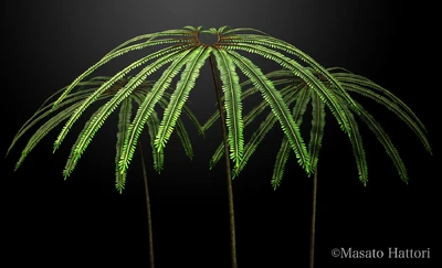 Phlebopteris | Dinopedia | Fandom