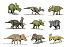 Ceratopsidae | Dinopedia | Fandom