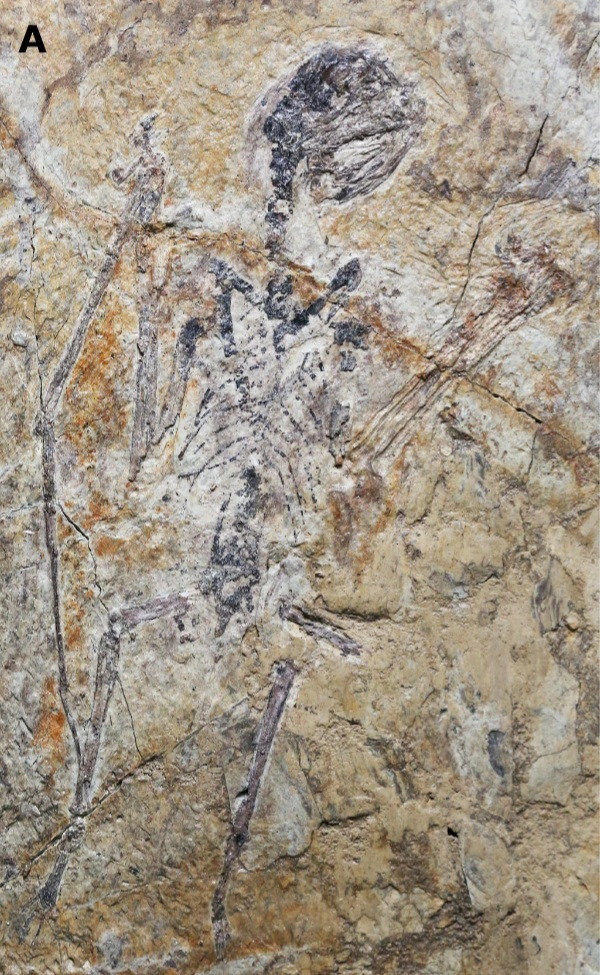 Sinomacrops | Dinopedia | Fandom