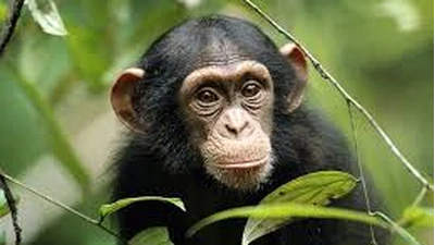 Discuss Everything About Dinopedia | Fandom