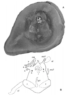 Pohlsepia | Dinopedia | Fandom