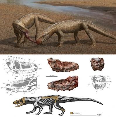 Parvosuchus | Dinopedia | Fandom