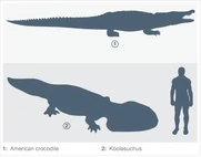 Koolasuchus | Dinopedia | Fandom