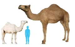 Syrian Camel | Dinopedia | Fandom