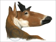 Samotherium | Dinopedia | Fandom