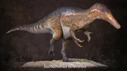 Suchomimus | Dinopedia | Fandom