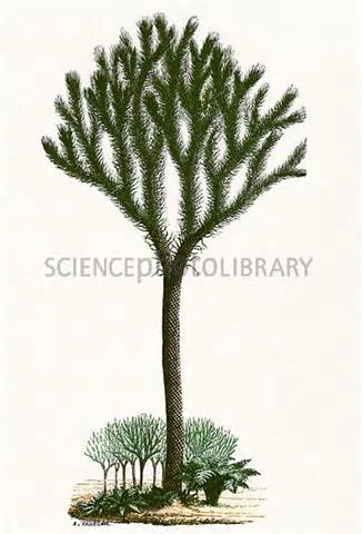 Stigmaria | Dinopedia | Fandom