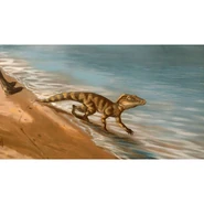 Protosuchus | Dinopedia | Fandom