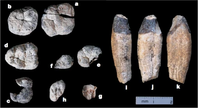 Chororapithecus | Dinopedia | Fandom