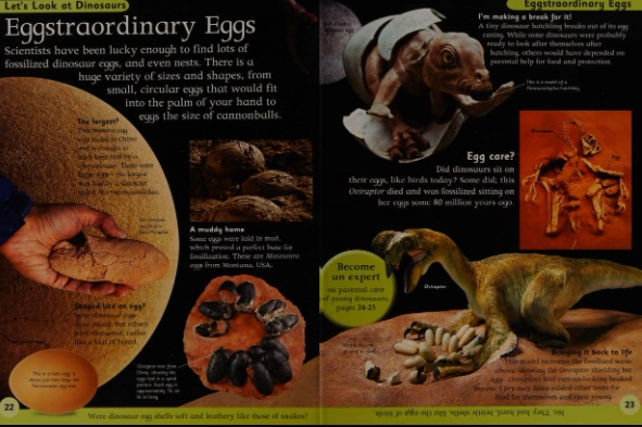 Macroelongatoolithus | Dinopedia | Fandom