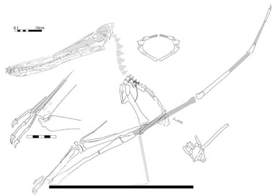 Barbosania | Dinopedia | Fandom