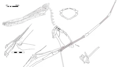 Discuss Everything About Dinopedia | Fandom