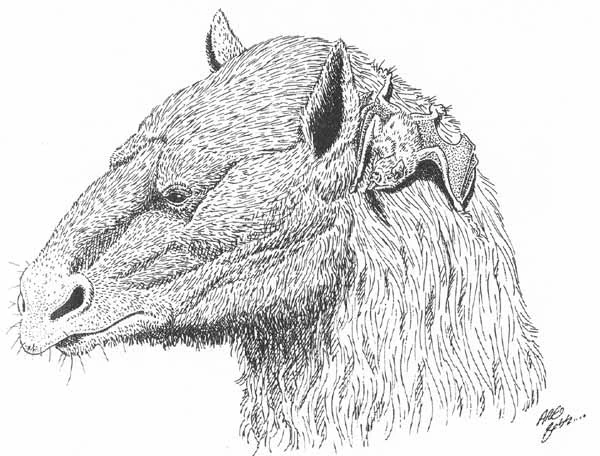 Stock's vampire bat | Dinopedia | Fandom