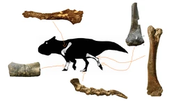 Ferrisaurus | Dinopedia | Fandom