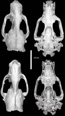 Proneotherium | Dinopedia | Fandom