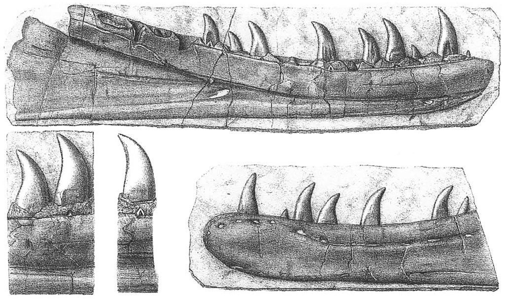 Newtonsaurus | Dinopedia | Fandom