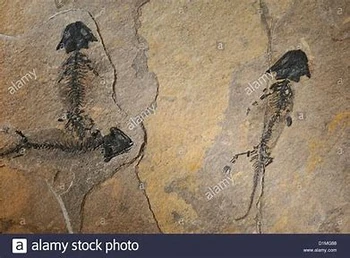 Discosauriscus | Dinopedia | Fandom