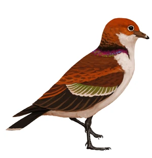 Apsaravis | Dinopedia | Fandom