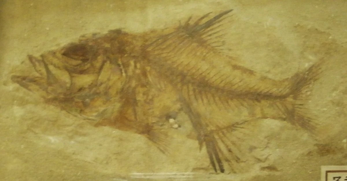 Sphenocephalus | Dinopedia | Fandom