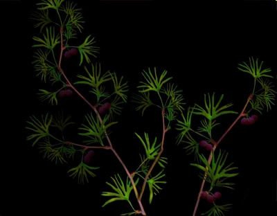 Baiera | Dinopedia | Fandom