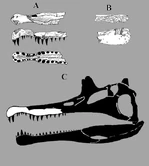 Spinosaurus | Dinopedia | Fandom