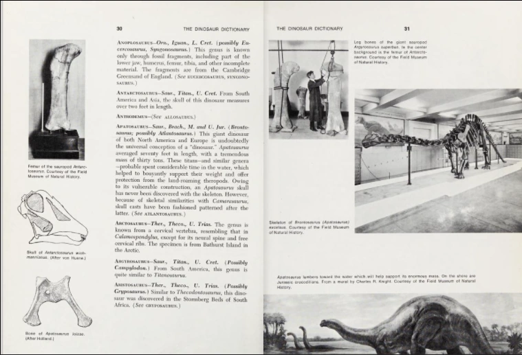 Anoplosaurus | Dinopedia | Fandom