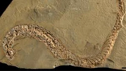 Eophis | Dinopedia | Fandom