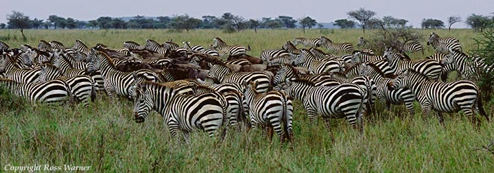 Zebra | Dinosaursandanimal231 Wikia | Fandom