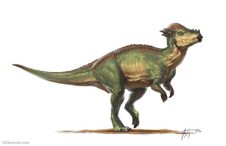 Pachycephalosaurus | Dinosaursandanimal231 Wikia | Fandom