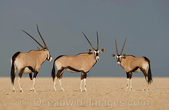 Gemsbok | Dinosaursandanimal231 Wikia | Fandom