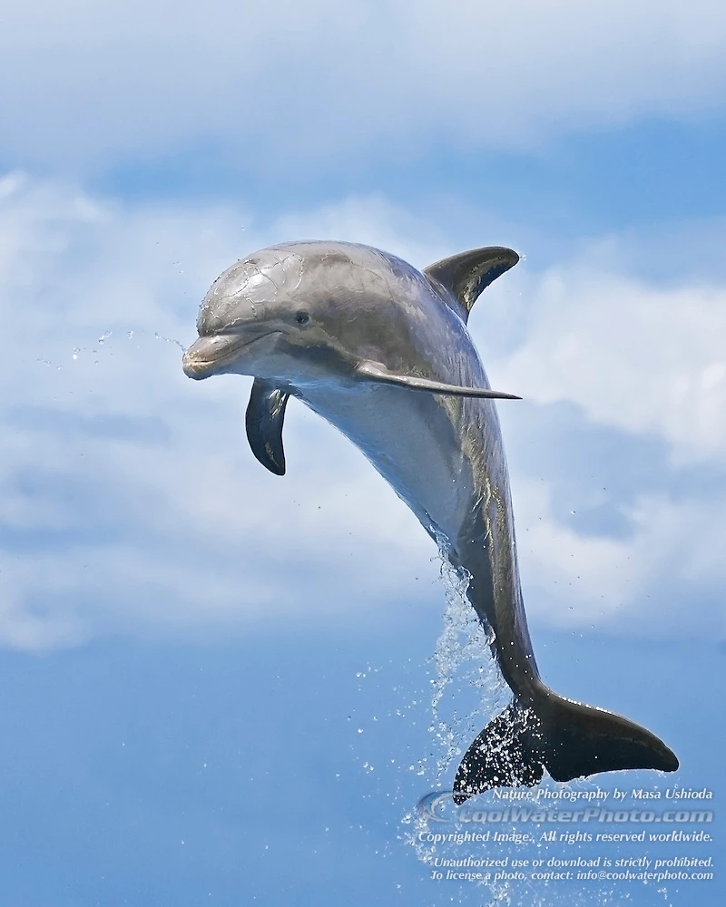 Common Bottlenose Dolphin | Dinosaursandanimal231 Wikia | Fandom