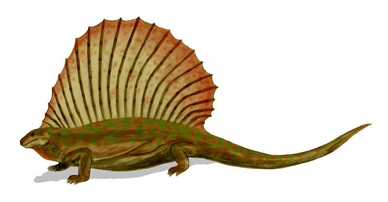 Edaphosaurus | DinosaursfromTriassic-Cretaceous Wiki | Fandom